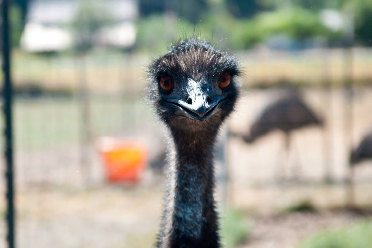 Housekeeping news... – 3 Feathers Emu Ranch