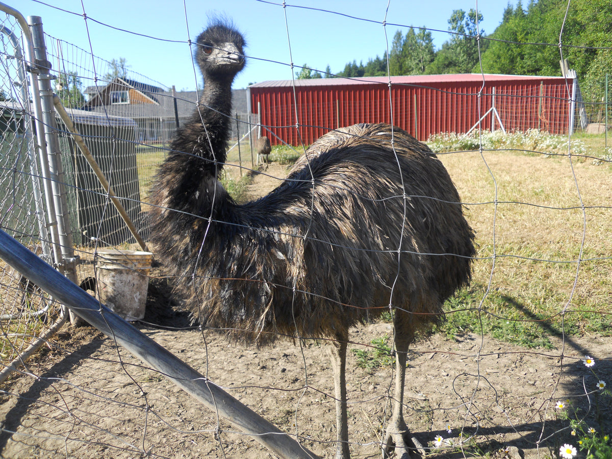 Love and Harmony on an Emu Ranch – 3 Feathers Emu Ranch